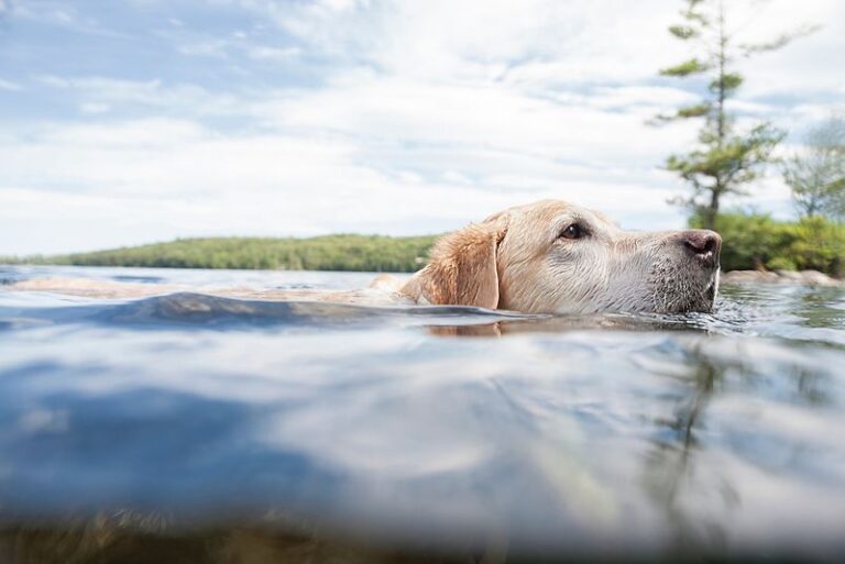 Facts About Labrador Retrievers - Epic dogs tales