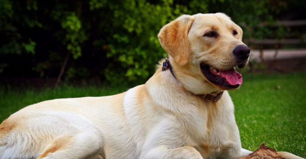 Facts About Labrador Retrievers - Epic dogs tales