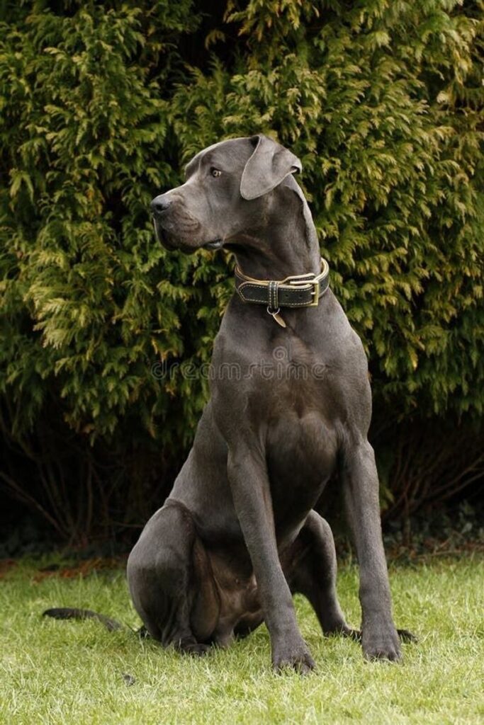 17 of the Strongest Dog Breeds in the World – Power, Endurance, and ...