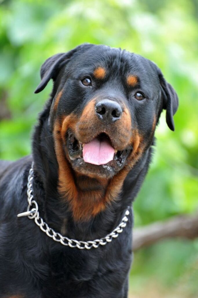 26 Best Guard Dog Breeds to Consider Adding to Your Family - Epic dogs ...