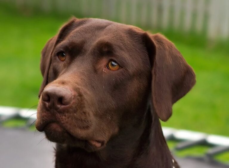 19 Sweetest Dog Breeds That Are All Love and Friendly to Everyone They ...