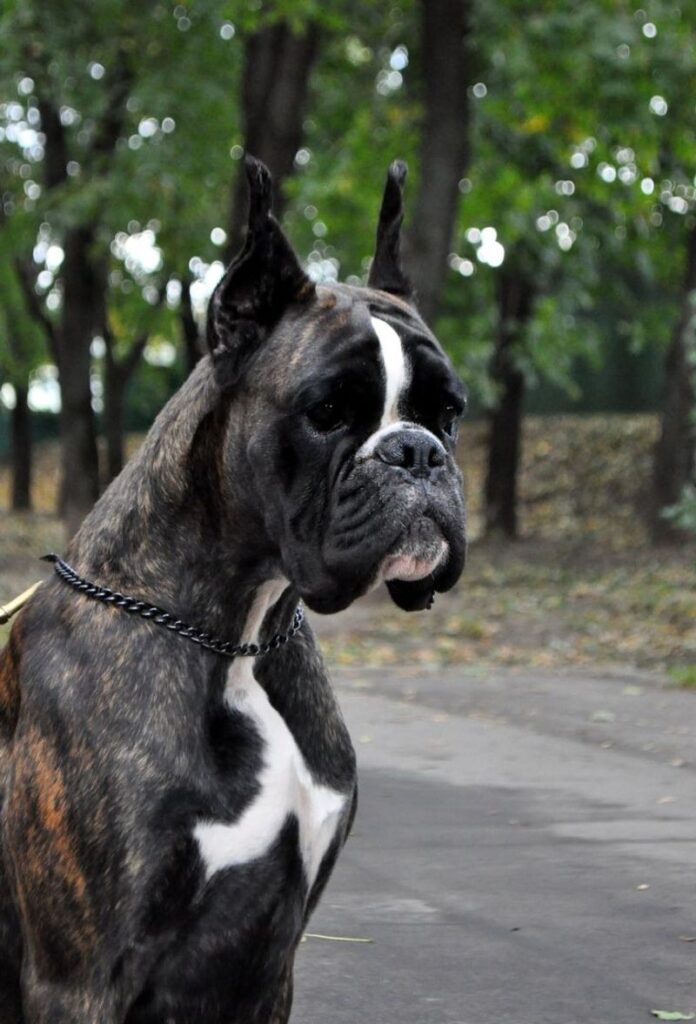 17 of the Strongest Dog Breeds in the World – Power, Endurance, and ...