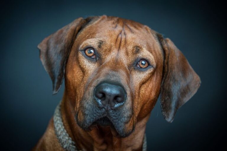 14 Things You Should Know Before Making a Rhodesian Ridgeback Your ...