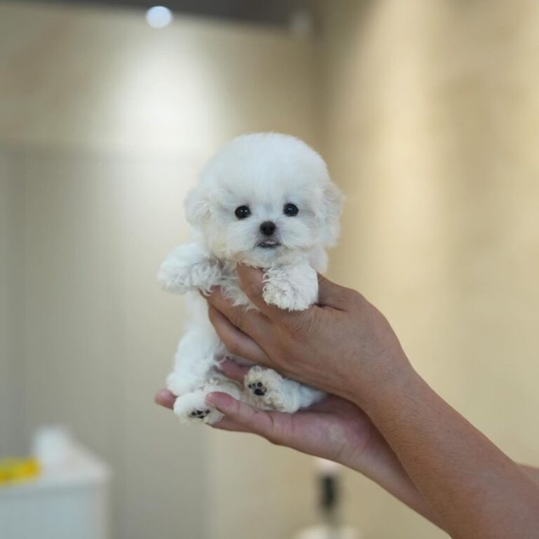 20 Small Dog Breeds That Stay Tiny Forever - Epic dogs tales