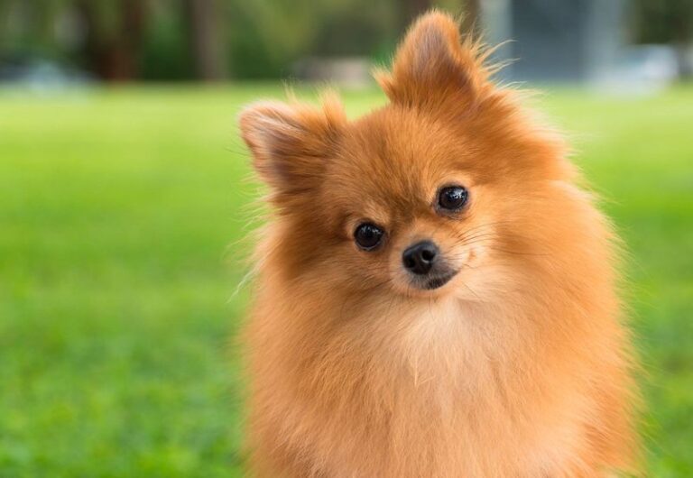 19 Sweetest Dog Breeds That Are All Love and Friendly to Everyone They ...