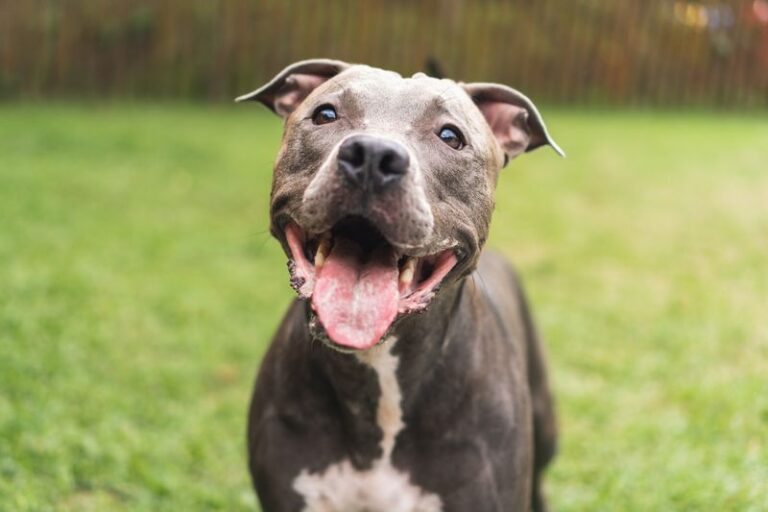 14 Pros and Cons of Owning a Pit Bull Terrier – The Truth Behind the ...