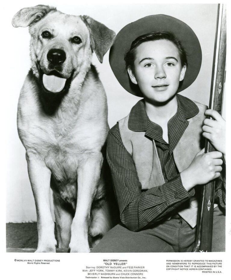 14 Best Dog Movies That Will Make You Laugh, Cry, and Hug Your Pup ...