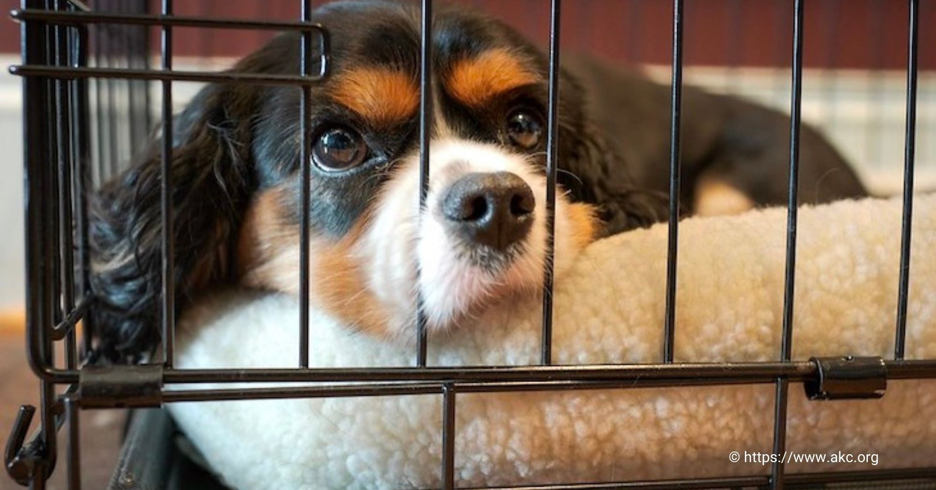How Long Can I Leave My Dog in a Crate? – A Guide to Responsible Crate ...