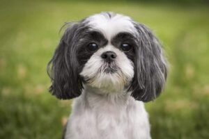 How Long Do Shih Tzus Live? Everything You Should Know About the Shih Tzu’s Lifespan - Epic dogs ...