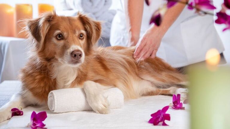 21 Creative Indoor Activities to Keep Your Dog Active, Stimulated, and ...