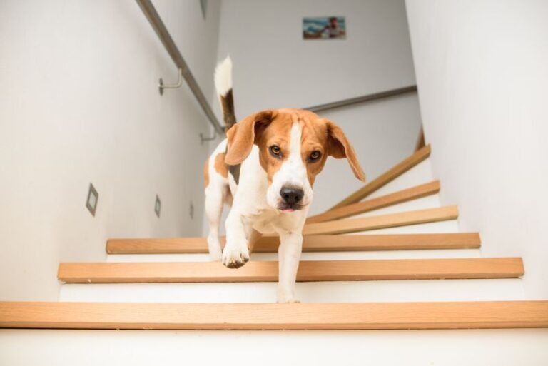 21 Creative Indoor Activities to Keep Your Dog Active, Stimulated, and ...