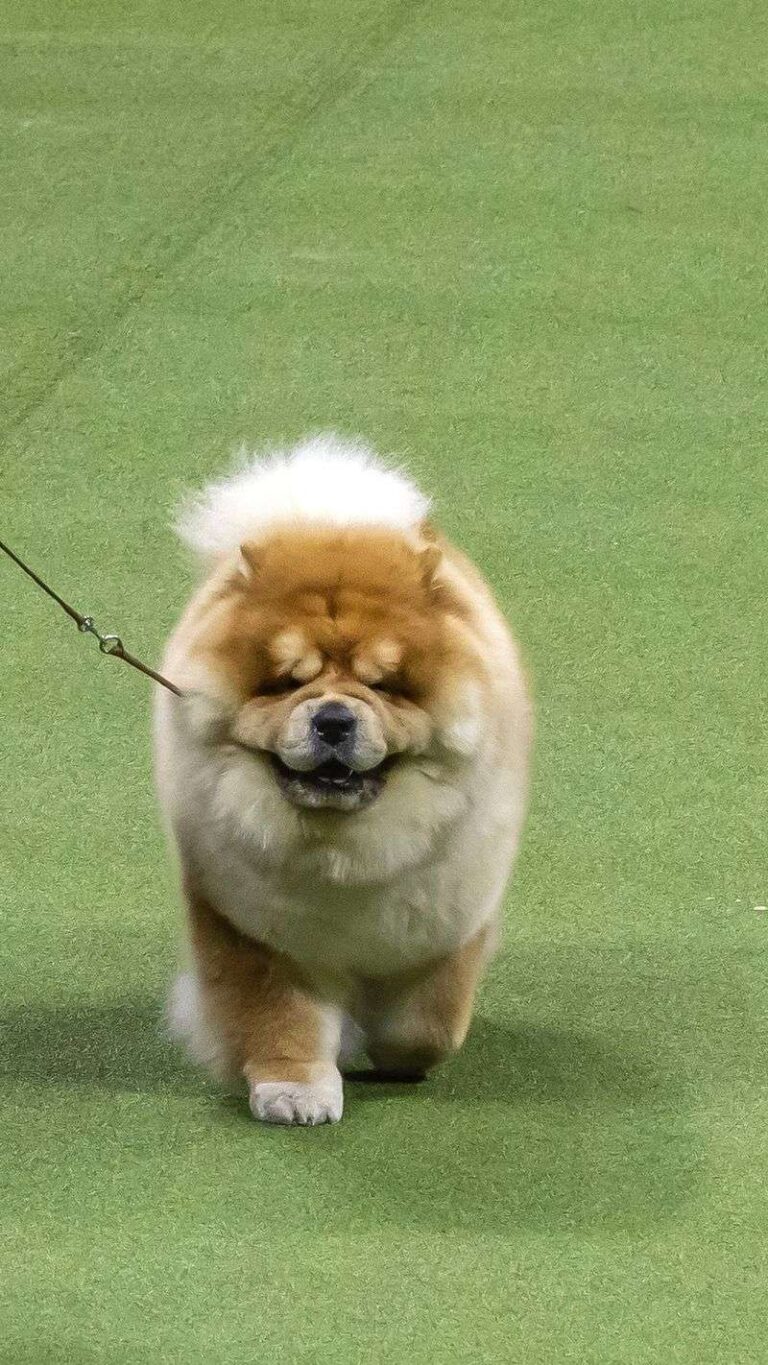 Is your dog a diva? Check out our list of high-maintenance dog breeds ...