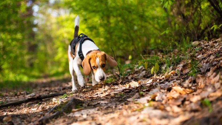 The 15 Best Sniffers in the Dog World — Breeds with Exceptional Scent ...