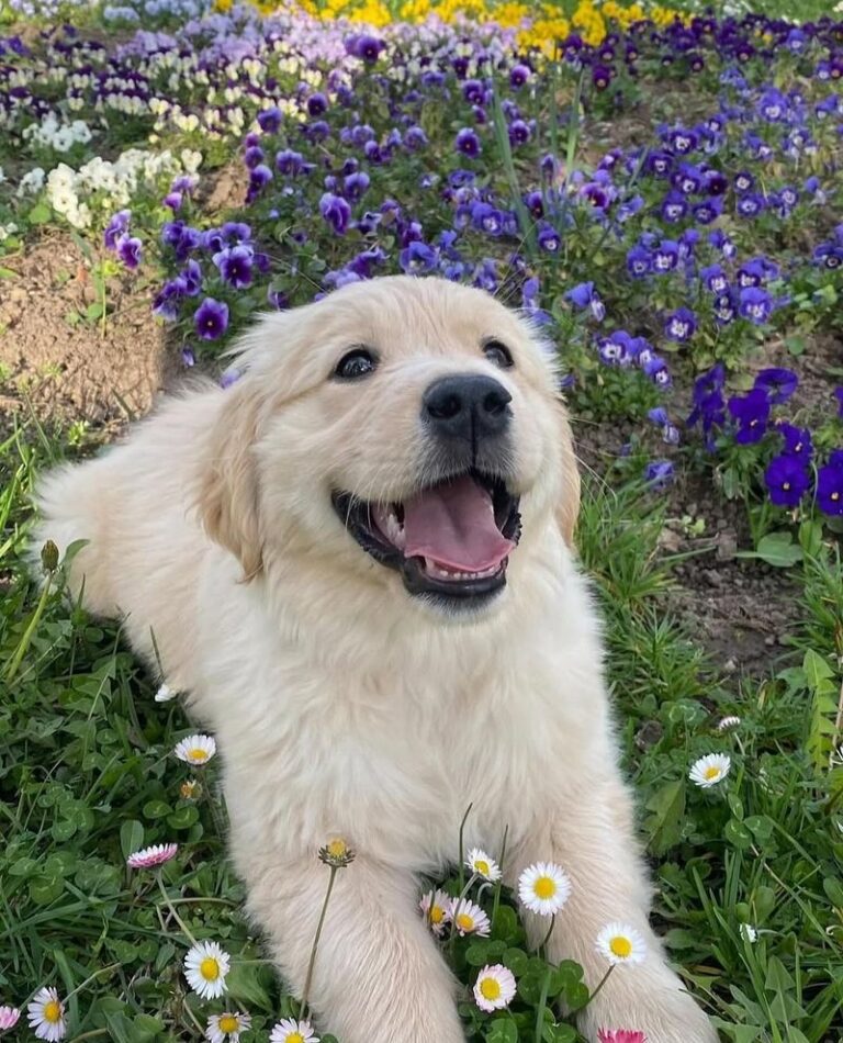 17 Dog Breeds With the Most Gentle Temperaments - Epic dogs tales