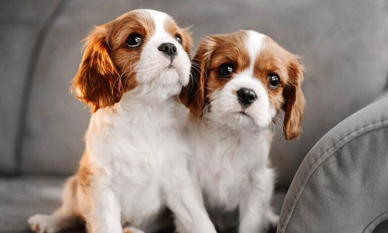 19 Sweetest Dog Breeds That Are All Love and Friendly to Everyone They ...