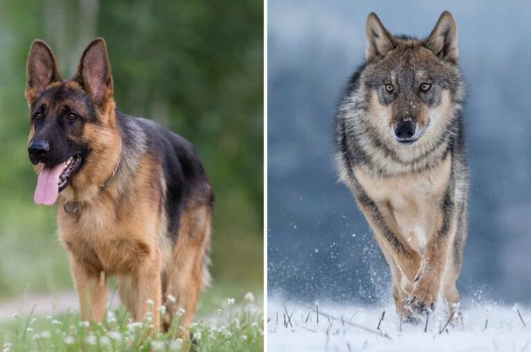 See How Much Larger Wolves Are Than Other Canines - Epic dogs tales