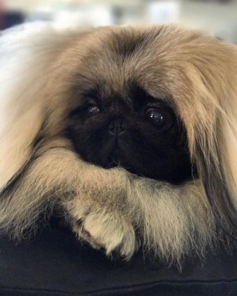 13 Toy Dog Breeds That Stay Tiny and Adorable - Epic dogs tales