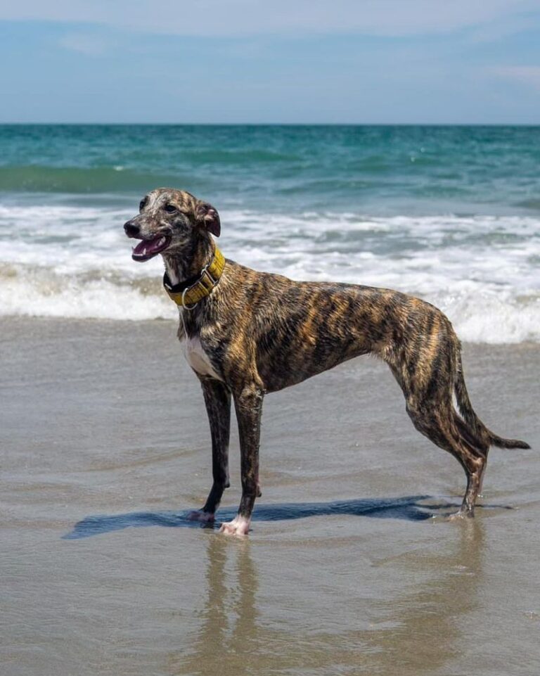12 Stunning Brindle Dog Breeds That Are as Unique as They Are Loyal ...