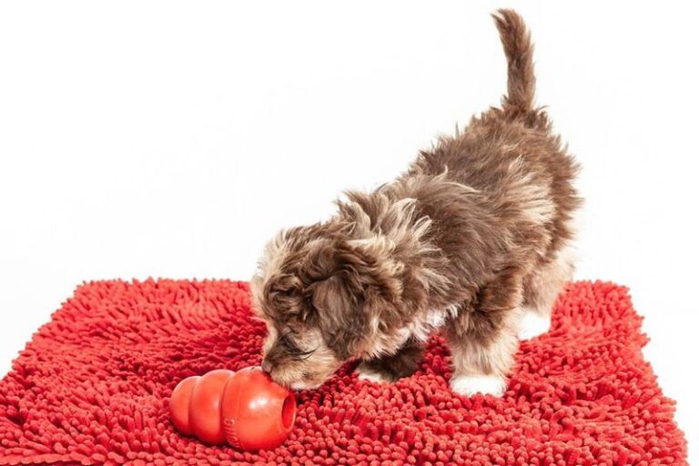 21 Creative Indoor Activities to Keep Your Dog Active, Stimulated, and ...