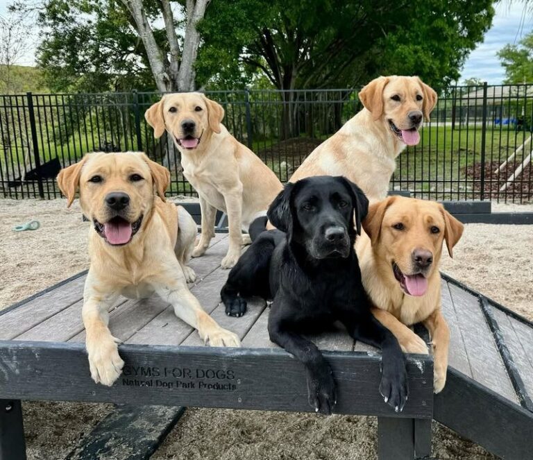 17 Dog Breeds With the Most Gentle Temperaments - Epic dogs tales