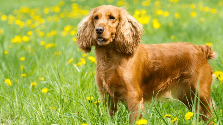 19 Sweetest Dog Breeds That Are All Love and Friendly to Everyone They ...