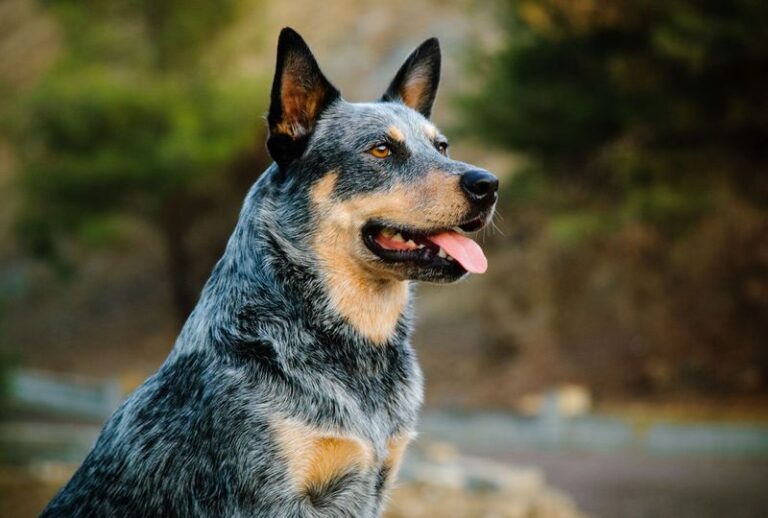 20 Essential Facts About the Blue Heeler — The Hardworking and Loyal ...