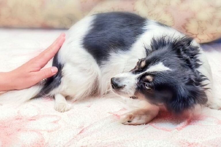 11 Controversial Cesar Millan Training Methods That Experts Say Don’t ...