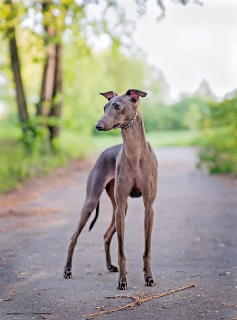 13 Toy Dog Breeds That Stay Tiny and Adorable - Epic dogs tales