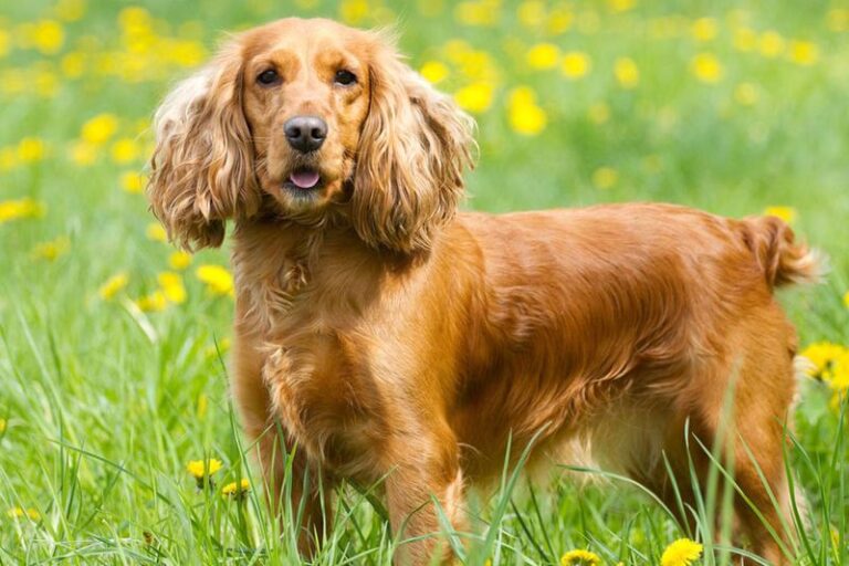 The 15 Best Sniffers in the Dog World — Breeds with Exceptional Scent ...