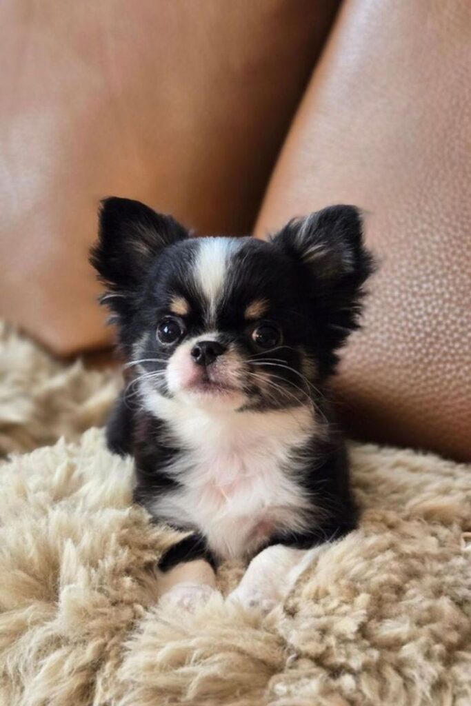 15 Cutest Toy Dog Breeds That Stay Small Forever - Epic dogs tales
