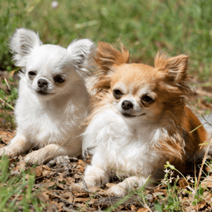 19 Sweetest Dog Breeds That Are All Love and Friendly to Everyone They ...