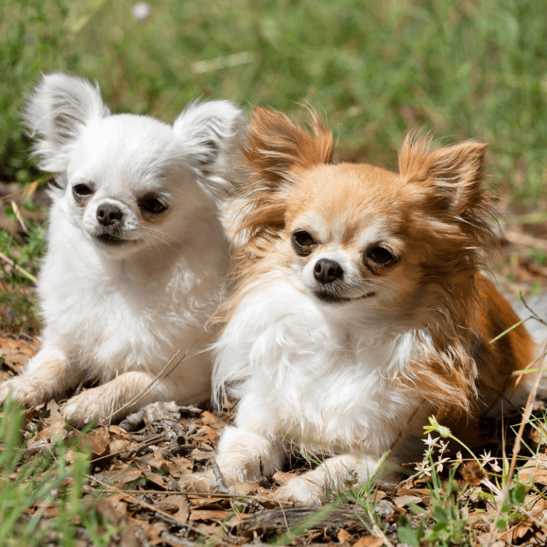 19 Sweetest Dog Breeds That Are All Love and Friendly to Everyone They ...