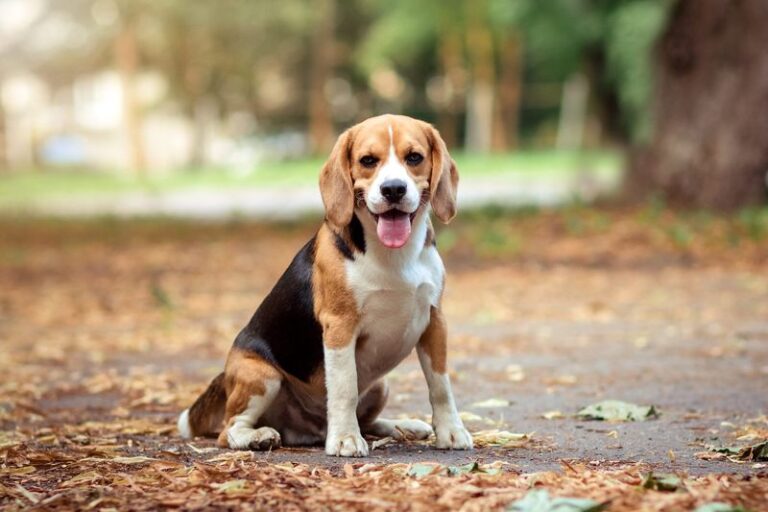 19 Sweetest Dog Breeds That Are All Love and Friendly to Everyone They ...