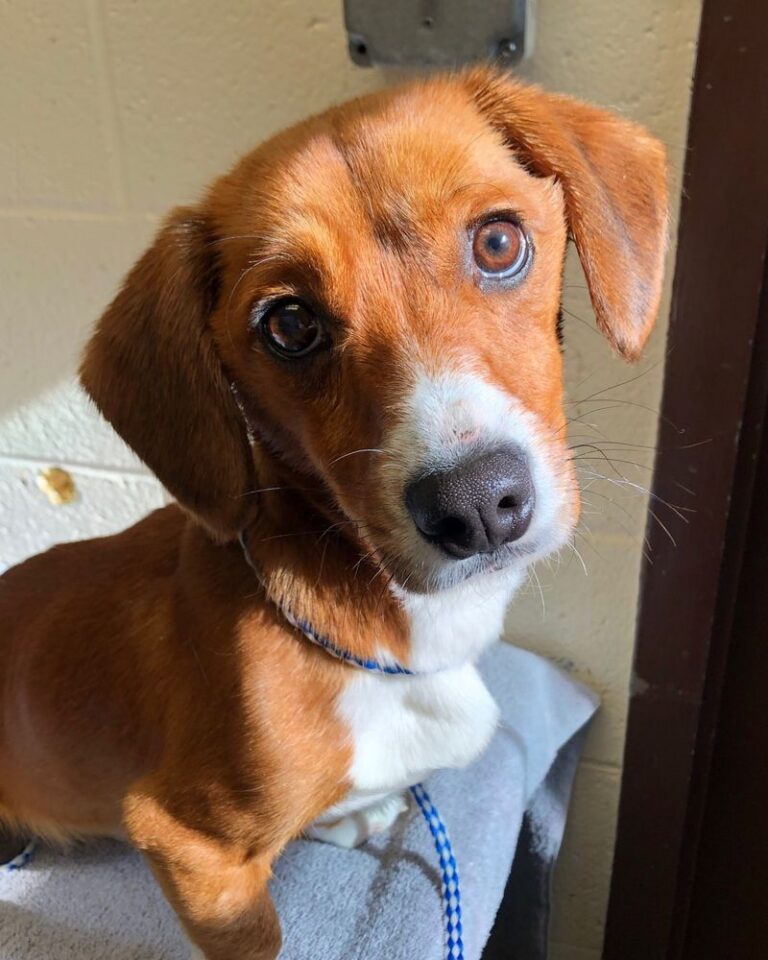 8 Most Popular Dog Breeds in 2025 — And 8 Once-Favorites That Are ...