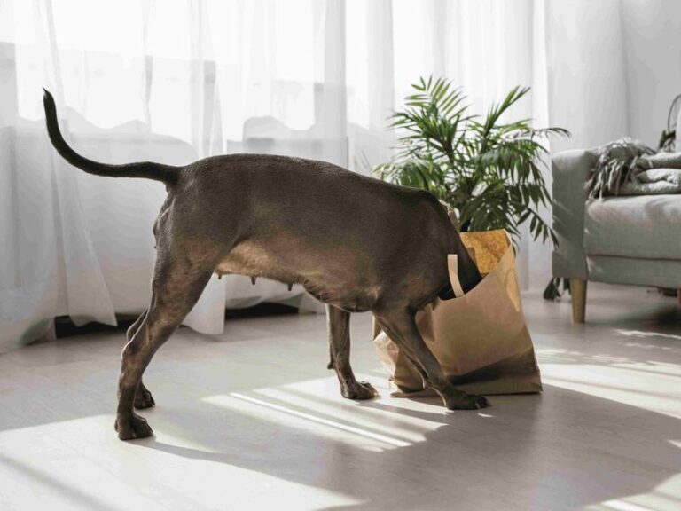 How to train your dog to walk on a leash? 10 tips from Cesar Millan and ...