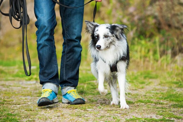 How to train your dog to walk on a leash? 10 tips from Cesar Millan and ...