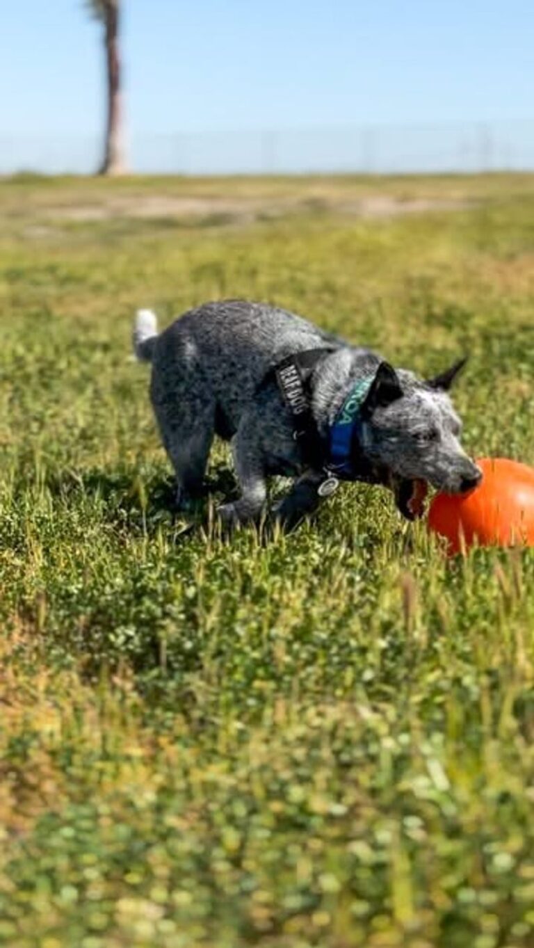 15 Essential Tips to Keep Your Australian Cattle Dog Healthy, Balanced, and Thriving - Epic dogs ...
