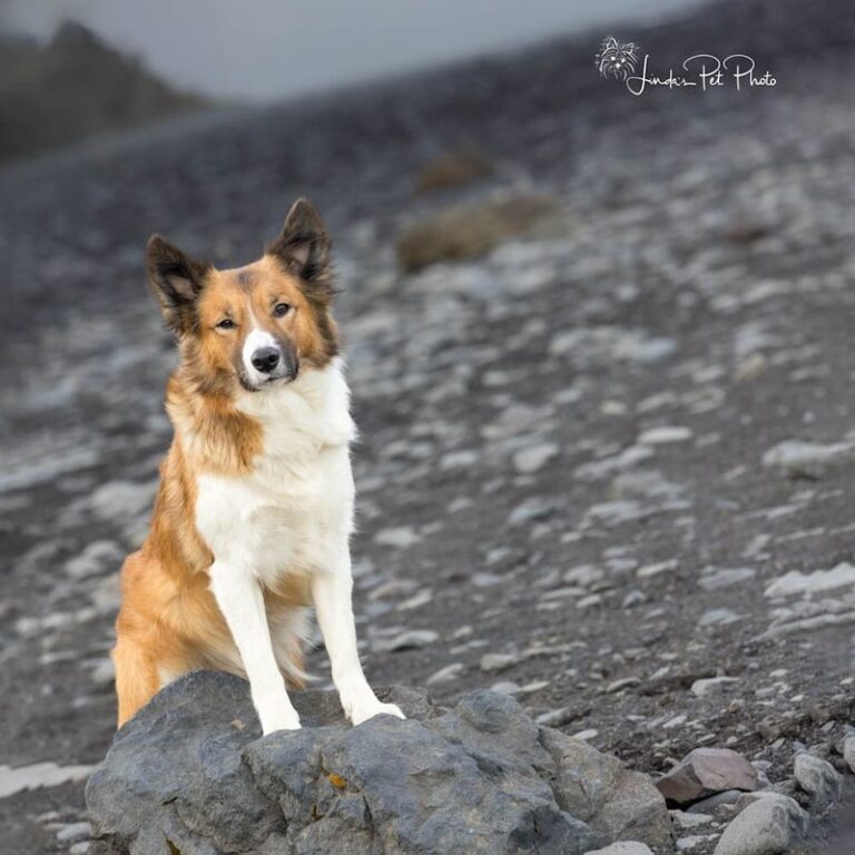 17 Dog Breeds With the Most Gentle Temperaments - Epic dogs tales