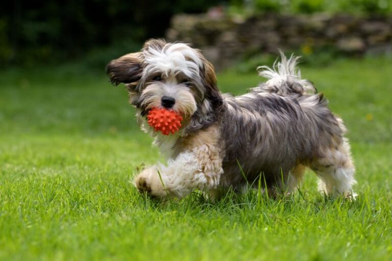 19 Sweetest Dog Breeds That Are All Love and Friendly to Everyone They ...