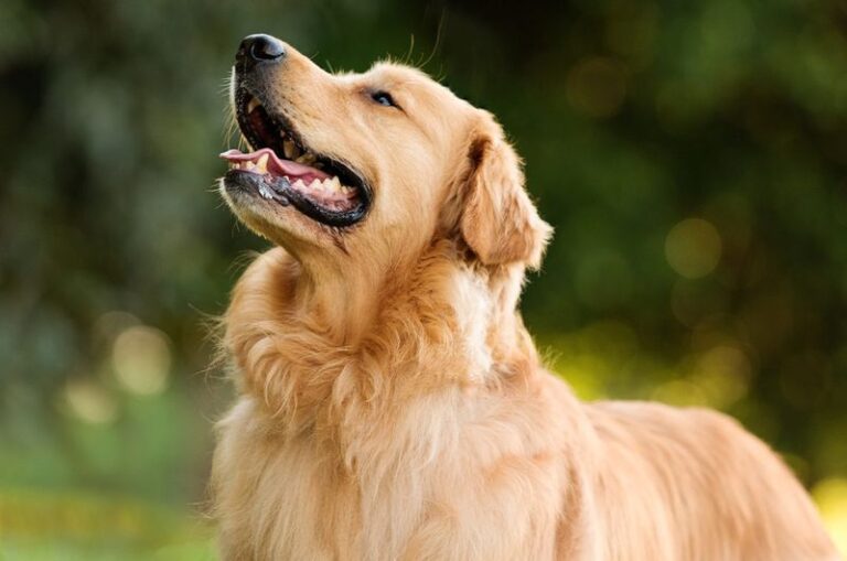 12 Signs Your Dog Is Totally Relaxed and Happy - Epic dogs tales