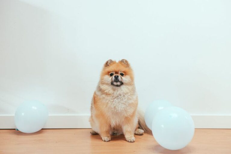 21 Creative Indoor Activities to Keep Your Dog Active, Stimulated, and ...