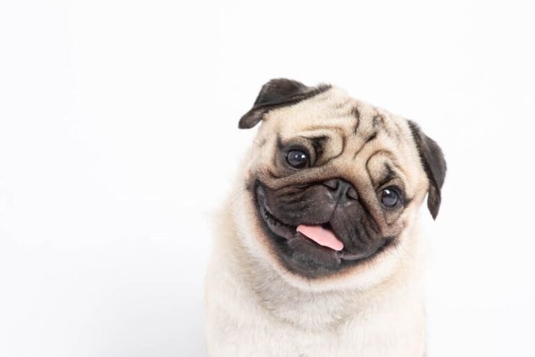 19 Sweetest Dog Breeds That Are All Love and Friendly to Everyone They ...