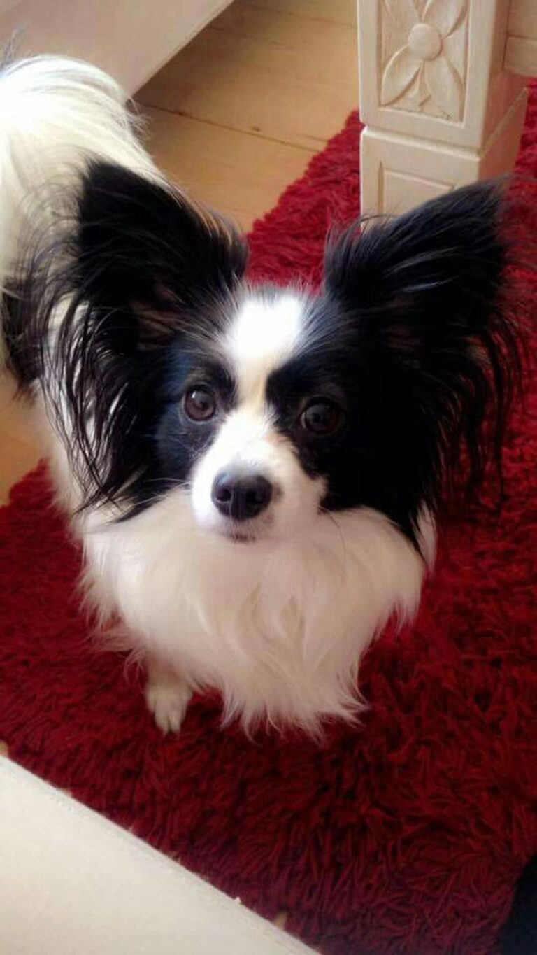 13 Toy Dog Breeds That Stay Tiny and Adorable - Epic dogs tales