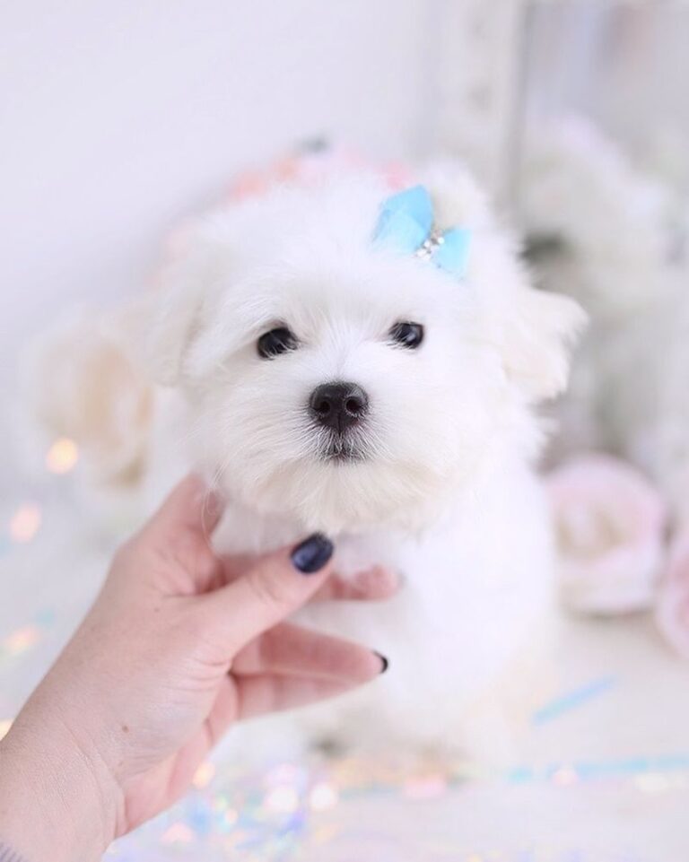 20 Small Dog Breeds That Stay Tiny Forever - Epic dogs tales