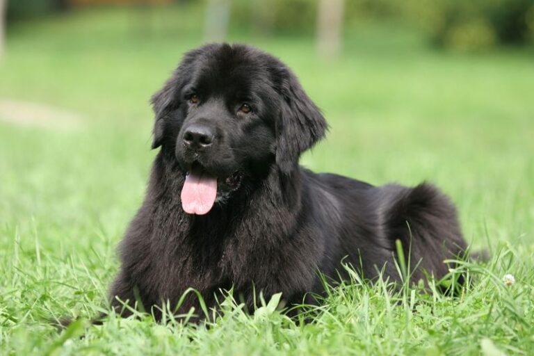 19 Sweetest Dog Breeds That Are All Love and Friendly to Everyone They ...