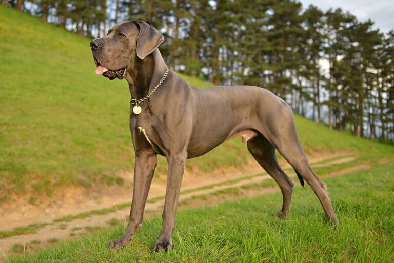 17 Dog Breeds With The Most Powerful Bite Forces - Epic dogs tales