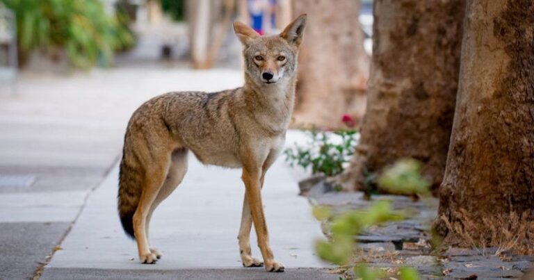 10 Key Differences Between Coyotes and Dogs — How to Tell Them Apart in ...