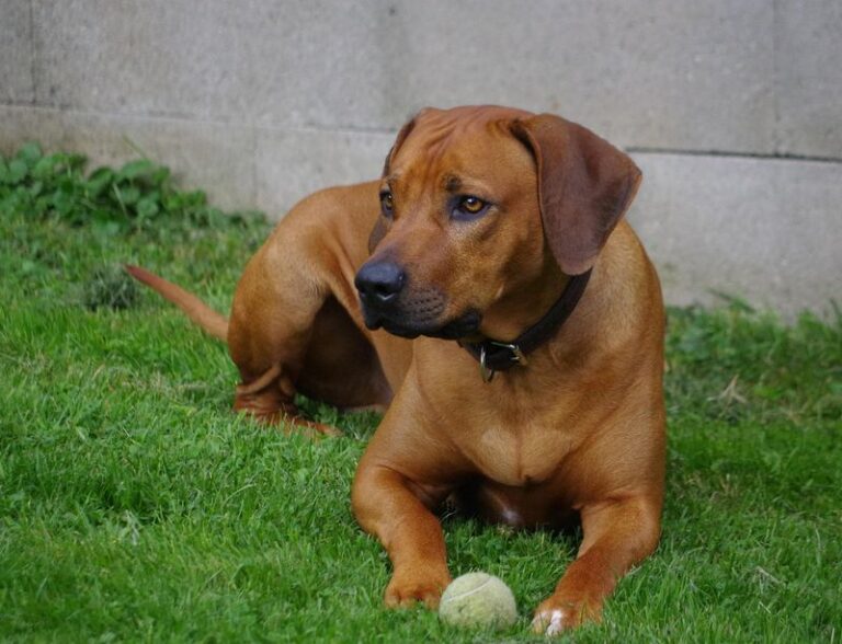 14 Things You Should Know Before Making a Rhodesian Ridgeback Your ...