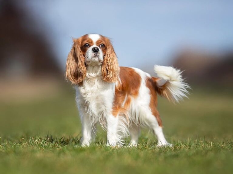 Cocker Spaniel vs. Cavalier King Charles: 10 Key Differences in Size ...
