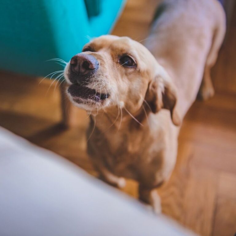 12 Proven Tricks to Quiet a Constantly Barking Dog - Epic dogs tales